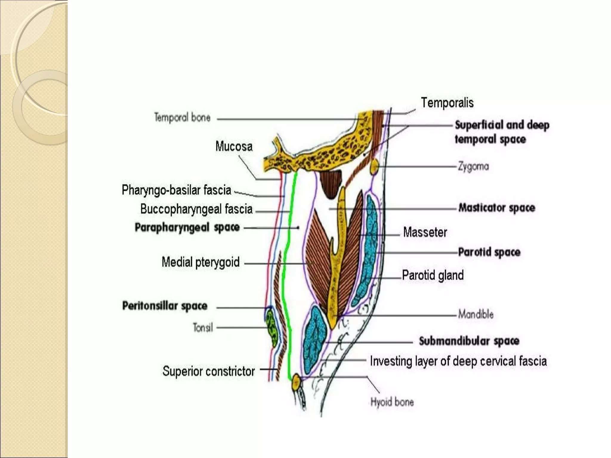 Deep neck infection | PPT