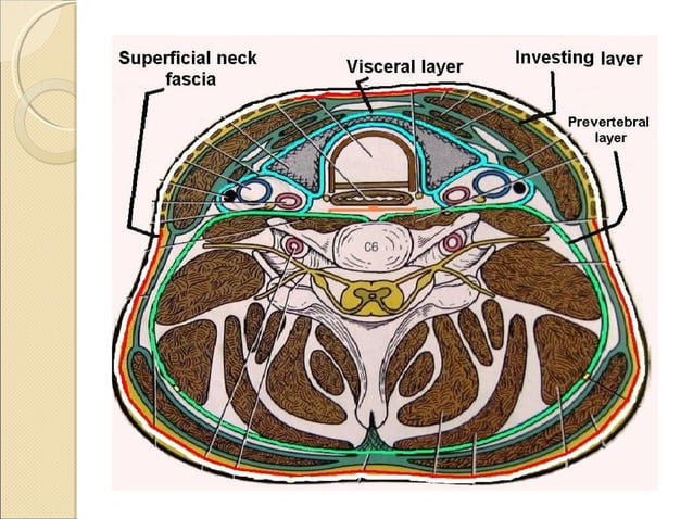 Deep neck infection | PPT | Ear, Nose and Throat Conditions | Diseases ...
