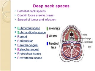 Deep neck infection | PPT