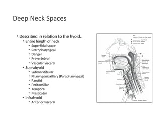deep neck infection EDITED.ppt and spread | PPT