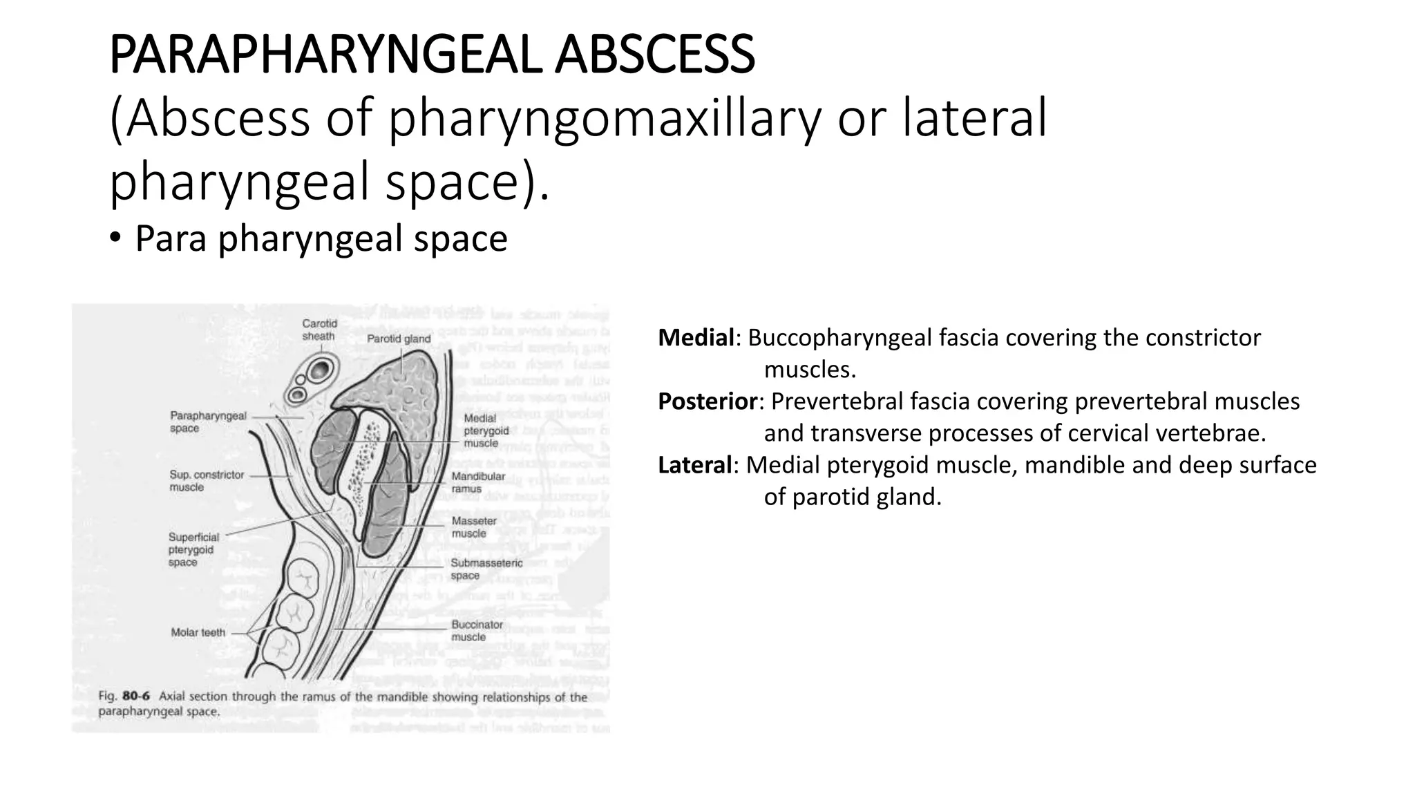 Deep neck space infection ENT REVISION NOTES | PPTX