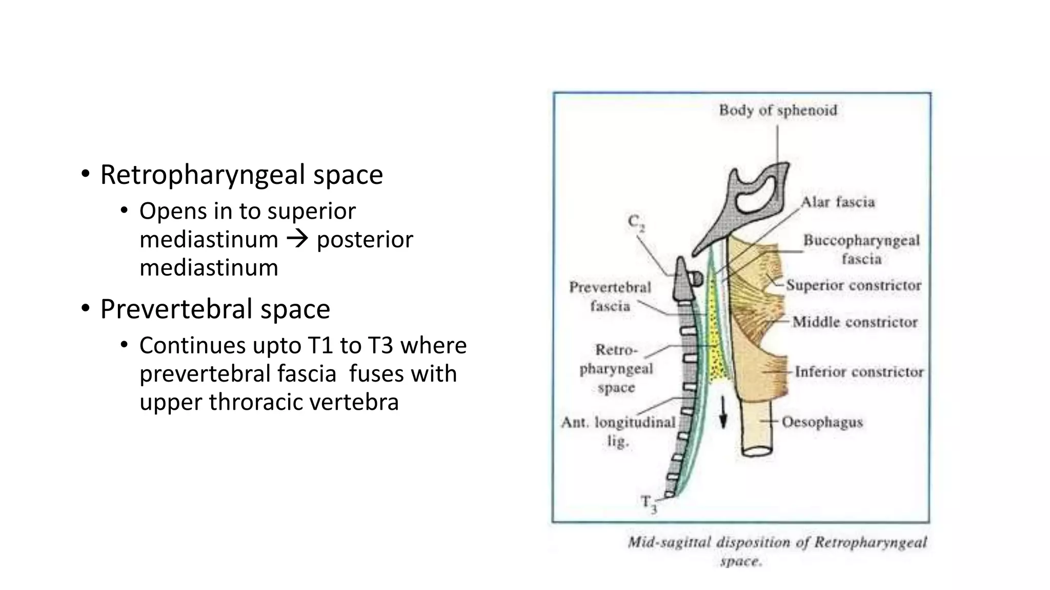 Deep neck space infection ENT REVISION NOTES | PPTX