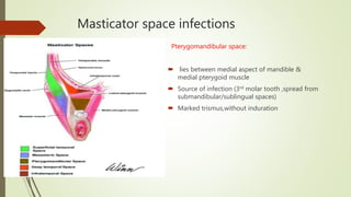 Deep neck space infections | PPT