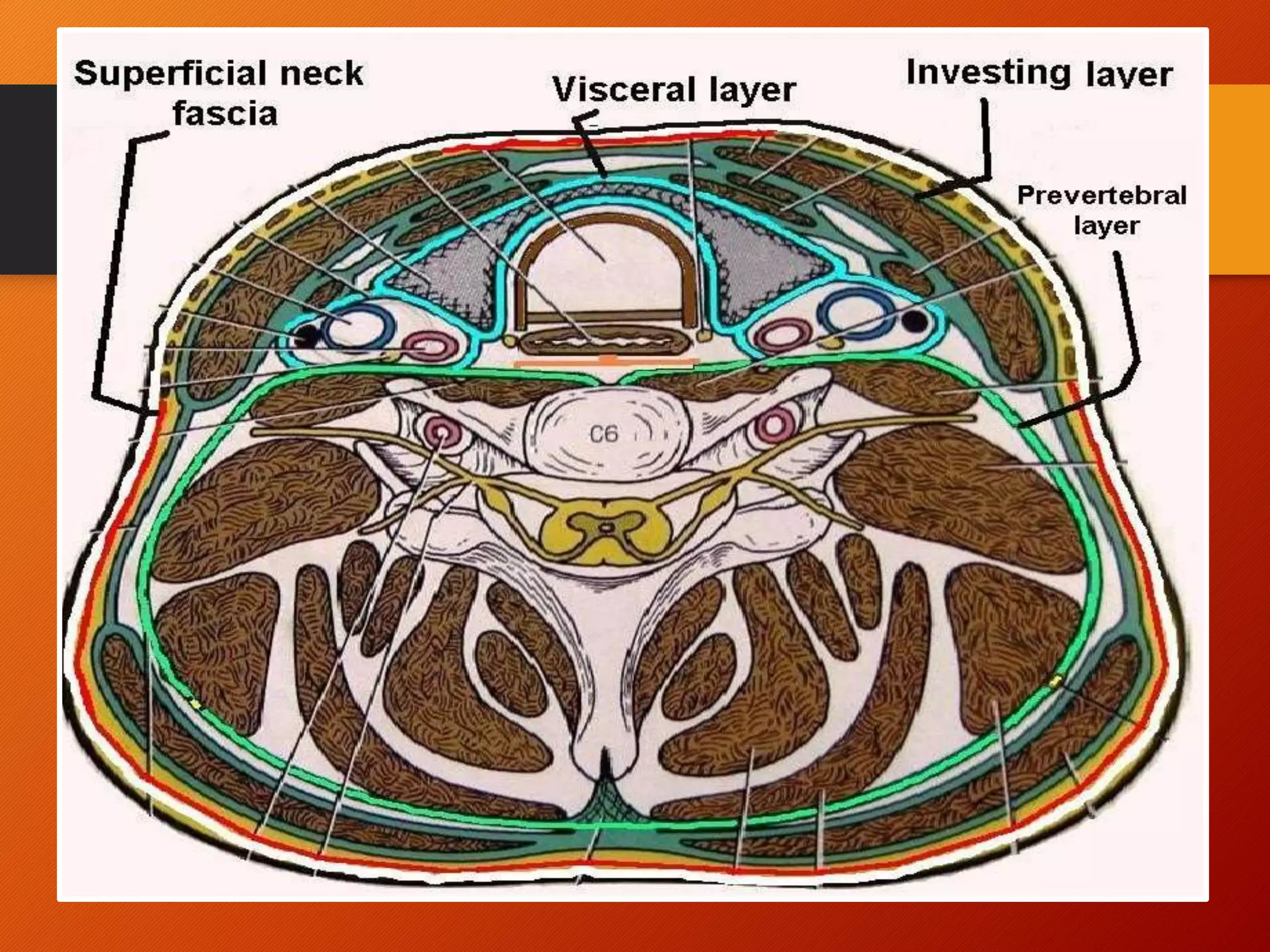 DEEP NECK SPACE INFECTIONS - DR ADITYA GOEL (MS-ENT) | PPTX