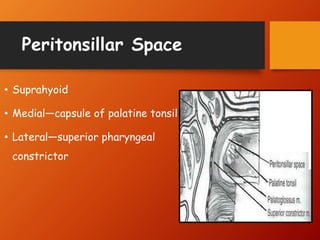 DEEP NECK SPACE INFECTIONS - DR ADITYA GOEL (MS-ENT) | PPTX