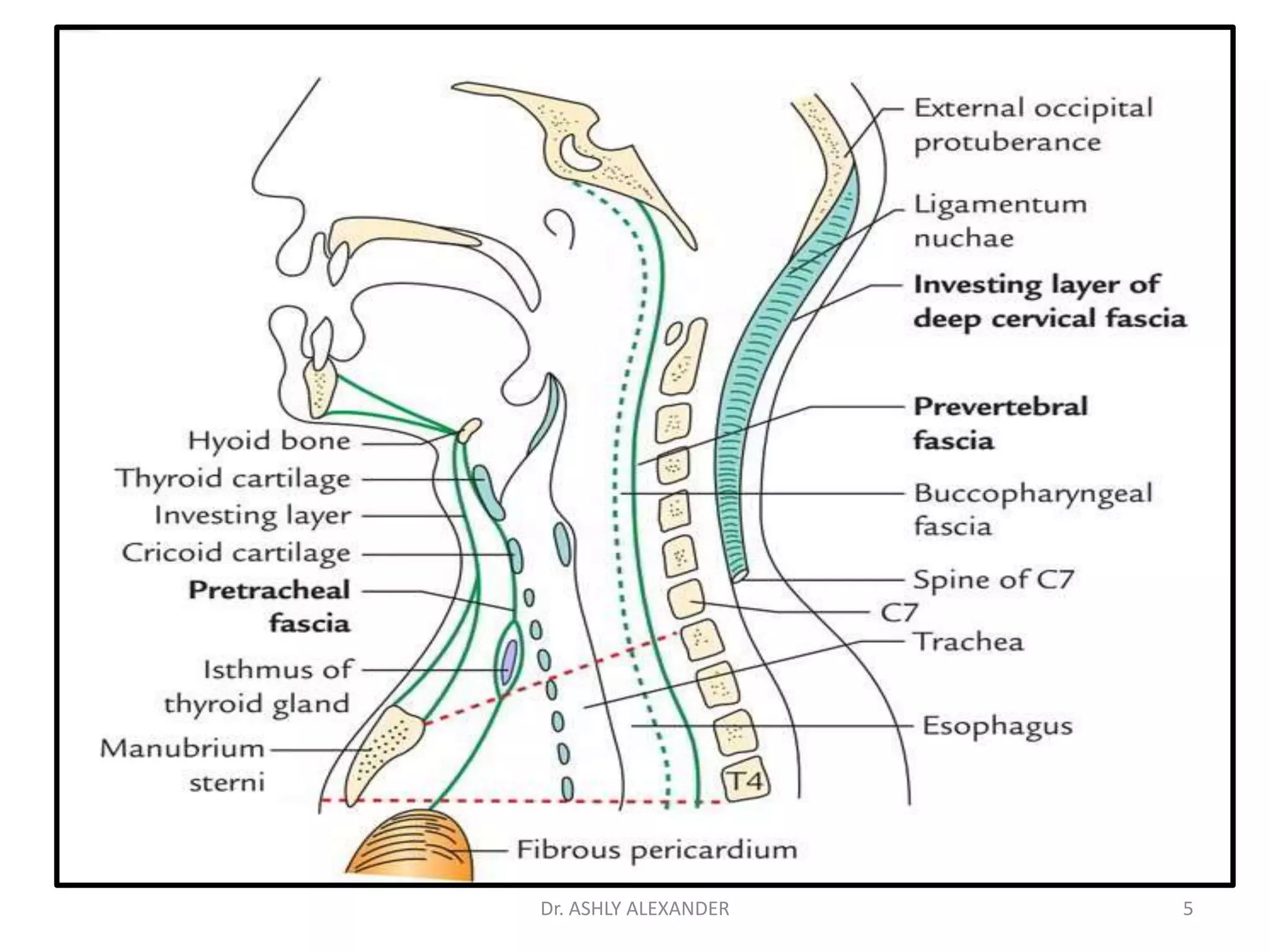 Deep neck space infections -Dr.Ashly Alexander | PPTX