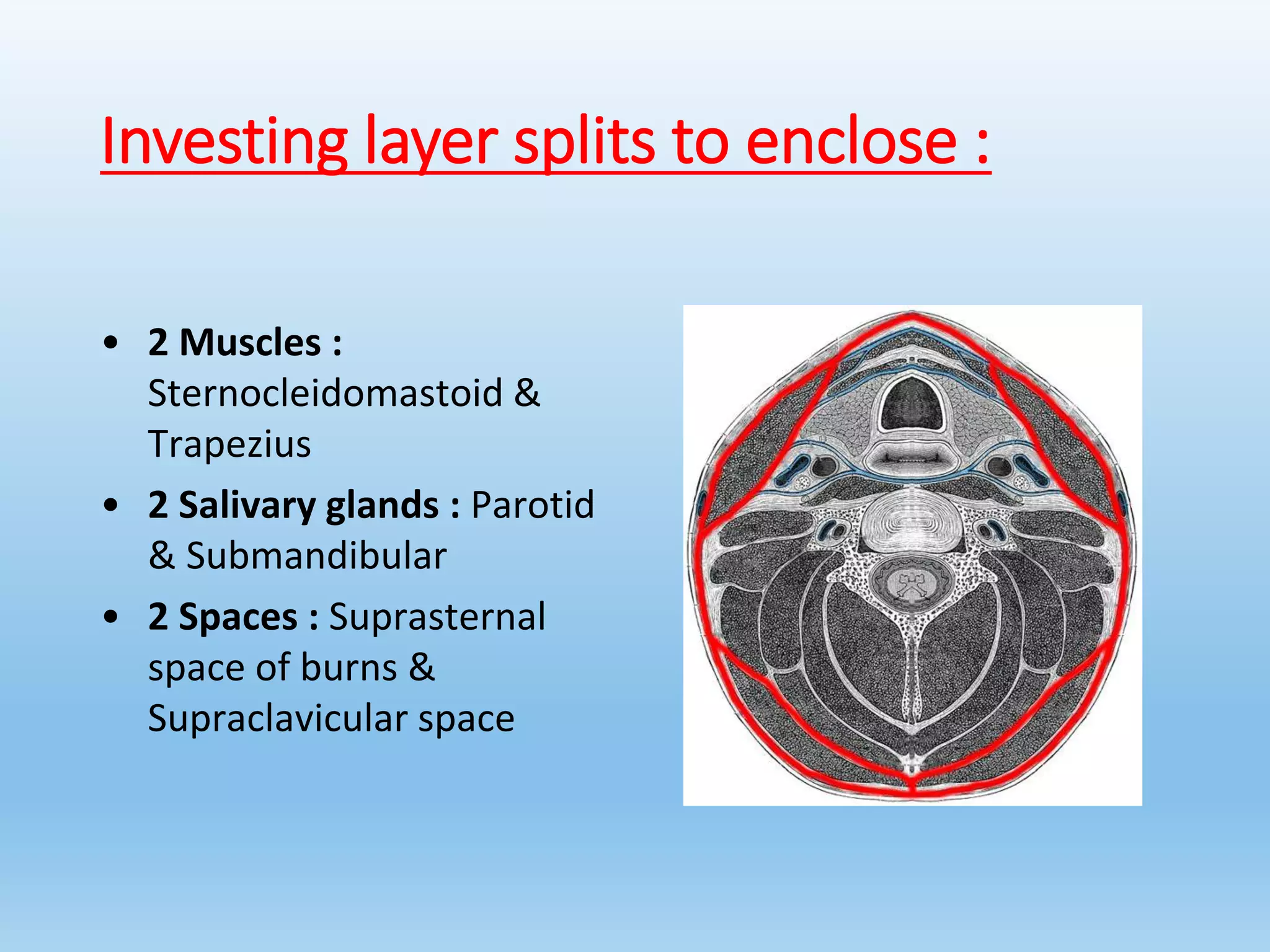 DEEP NECK SPACE INFECTIONS by dr Priyanka FINAL-1.pptx