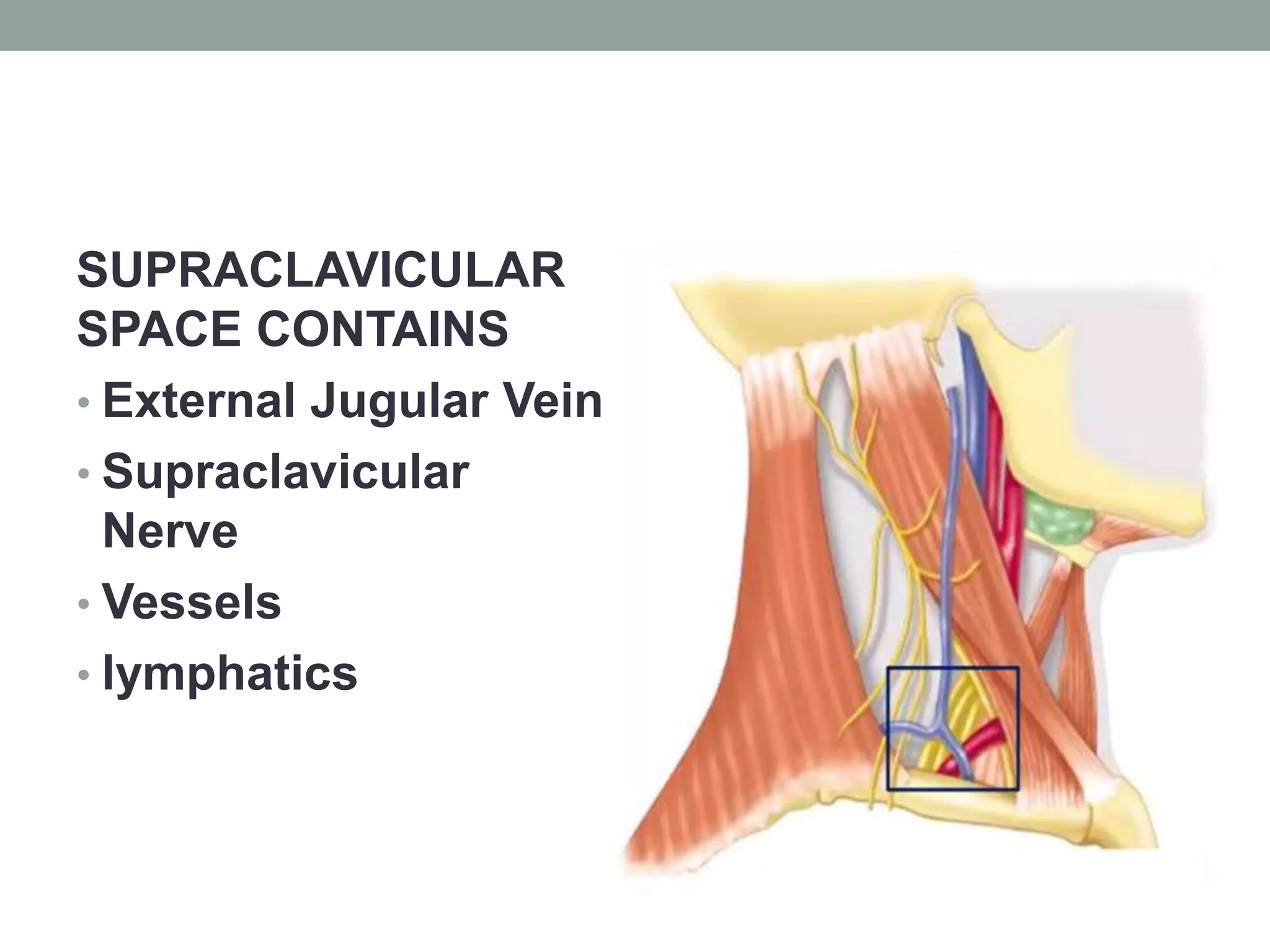 Deep neck spaces and surgical anatomy | PPTX