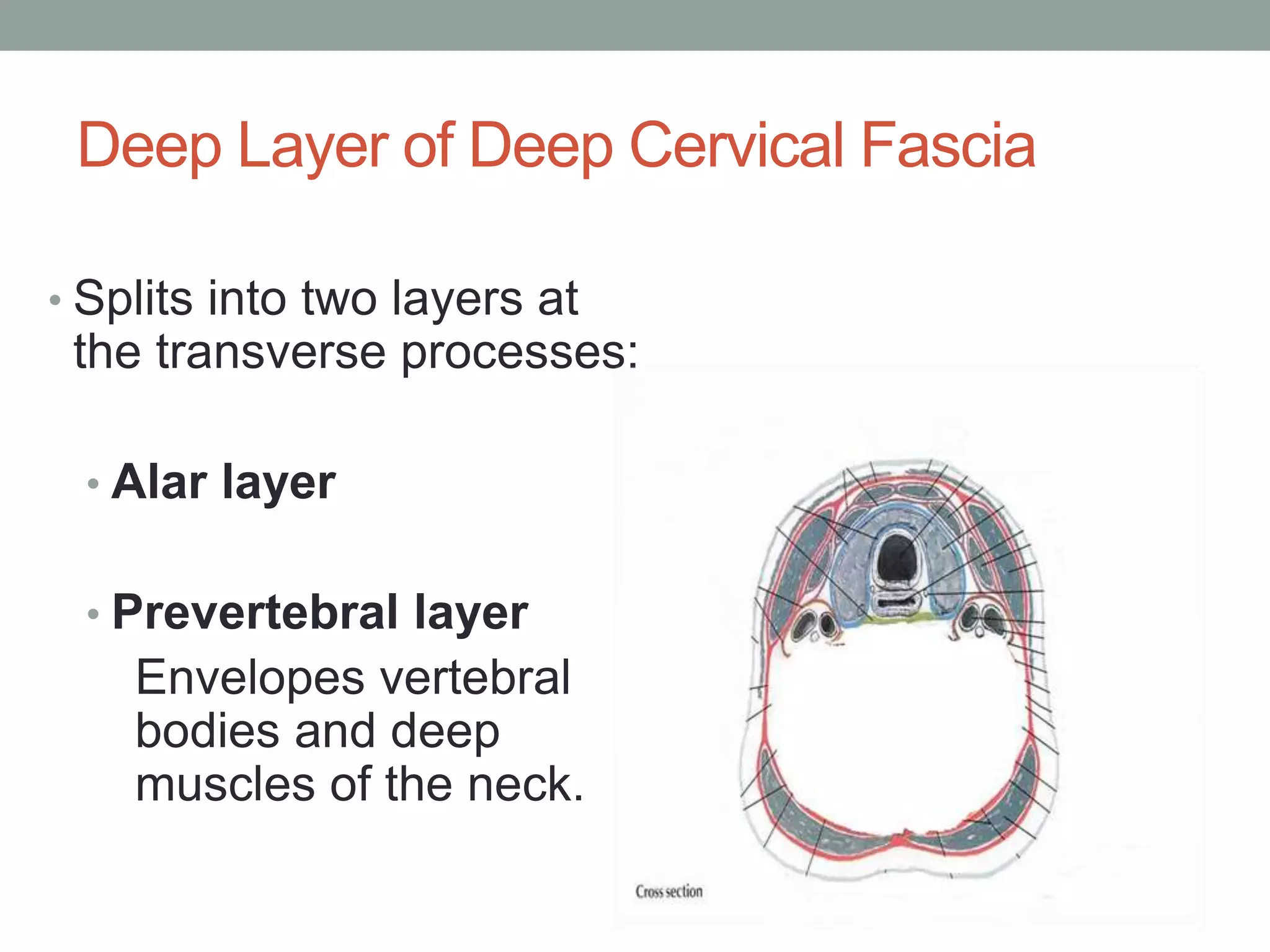 Deep neck spaces and surgical anatomy | PPTX