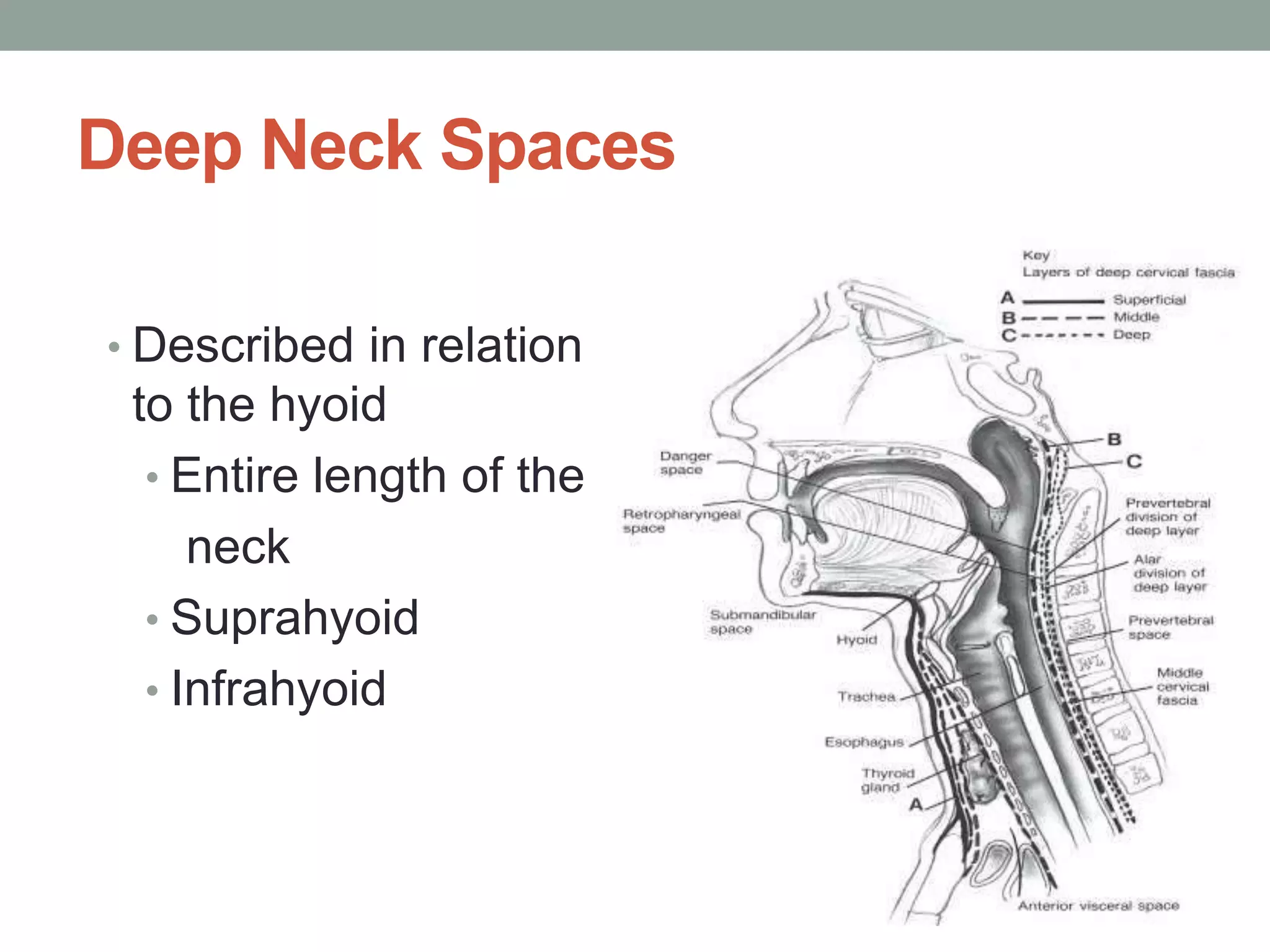 Deep neck spaces and surgical anatomy | PPTX