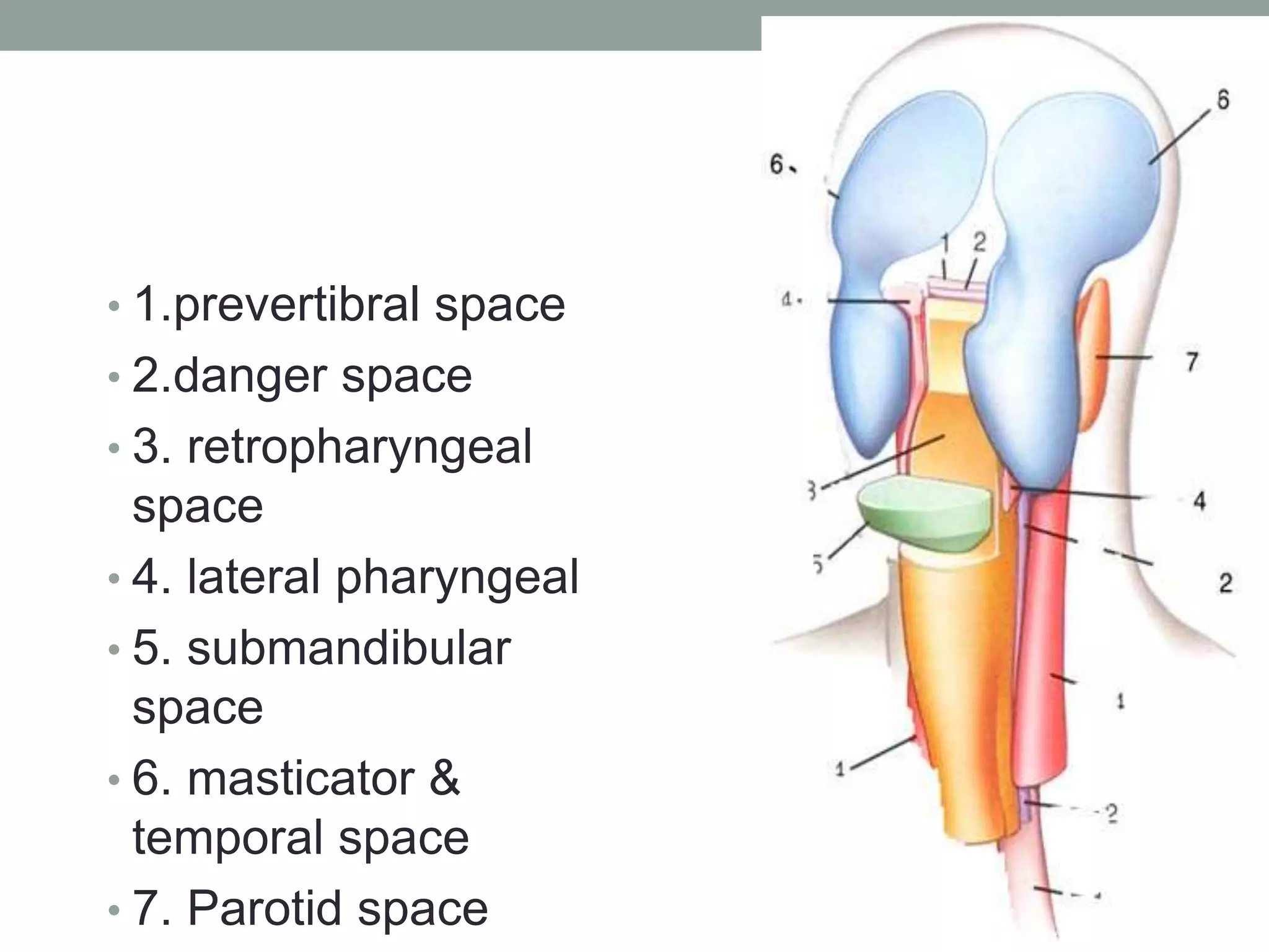 Deep neck spaces and surgical anatomy | PPTX