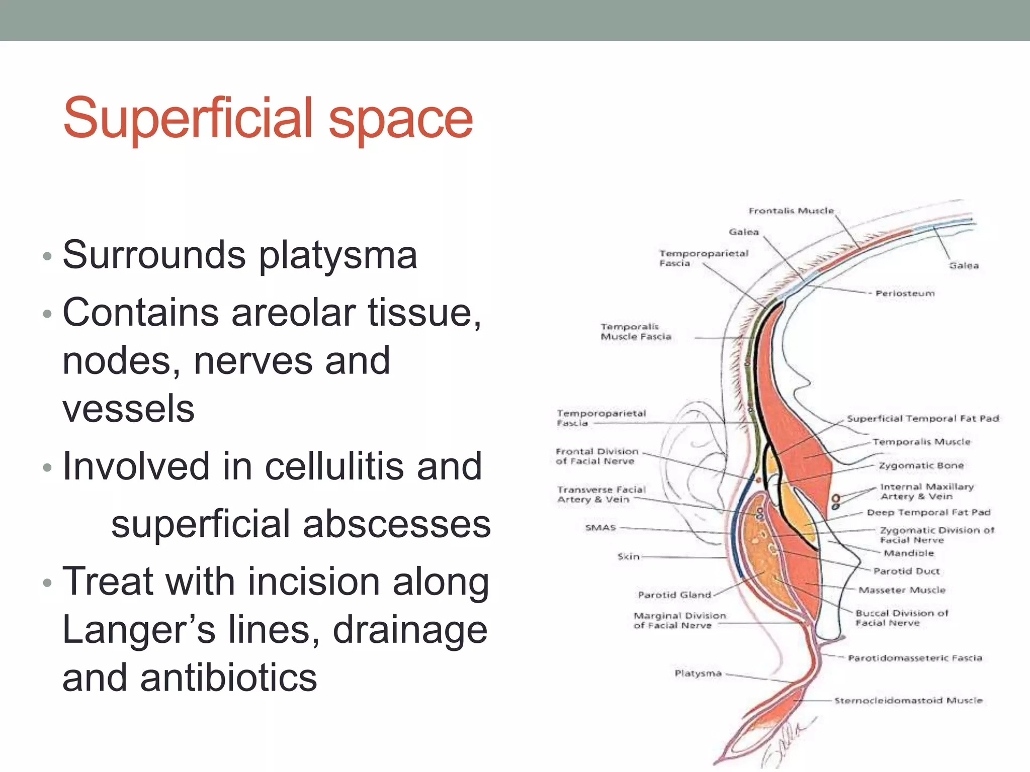 Deep neck spaces and surgical anatomy | PPTX