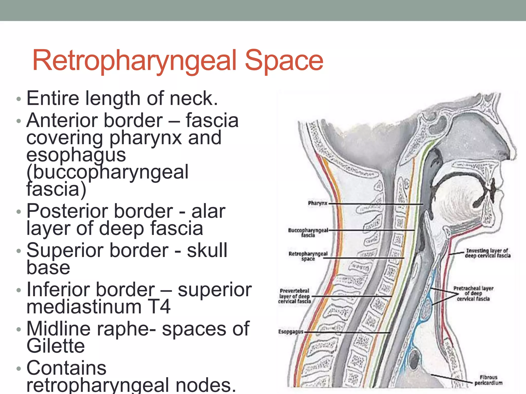 Deep neck spaces and surgical anatomy | PPTX