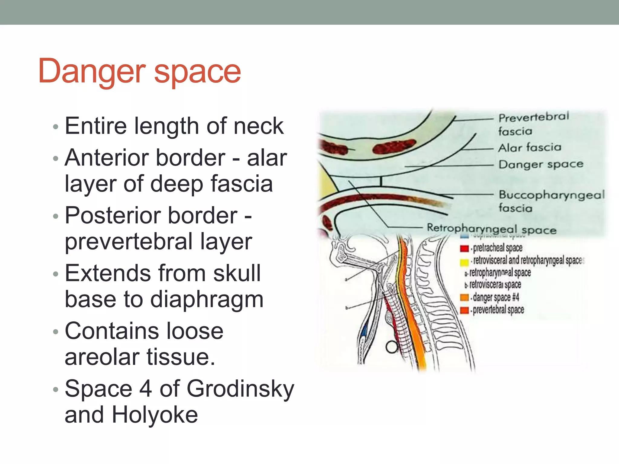Deep neck spaces and surgical anatomy | PPTX