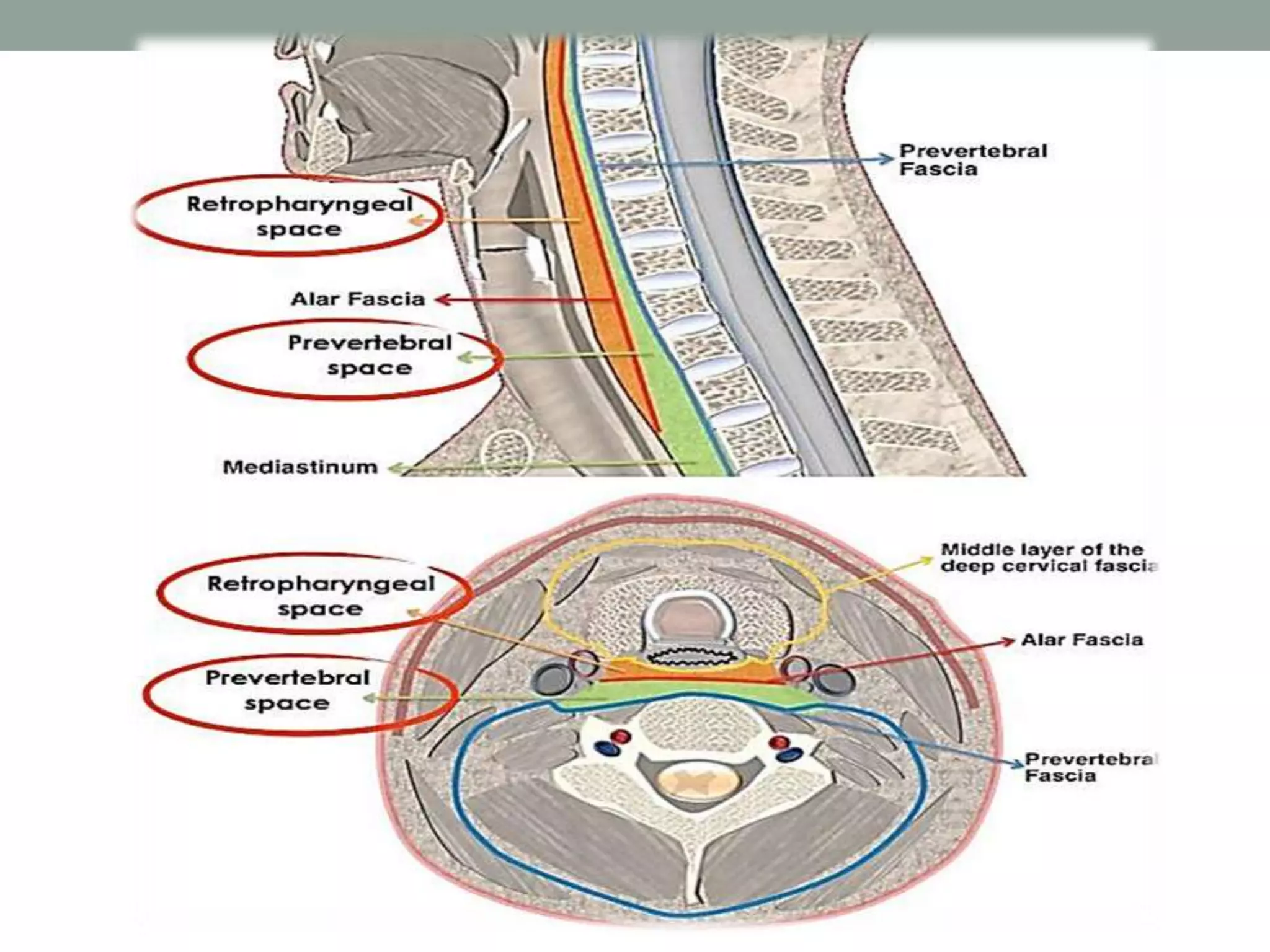 Deep neck spaces and surgical anatomy | PPTX