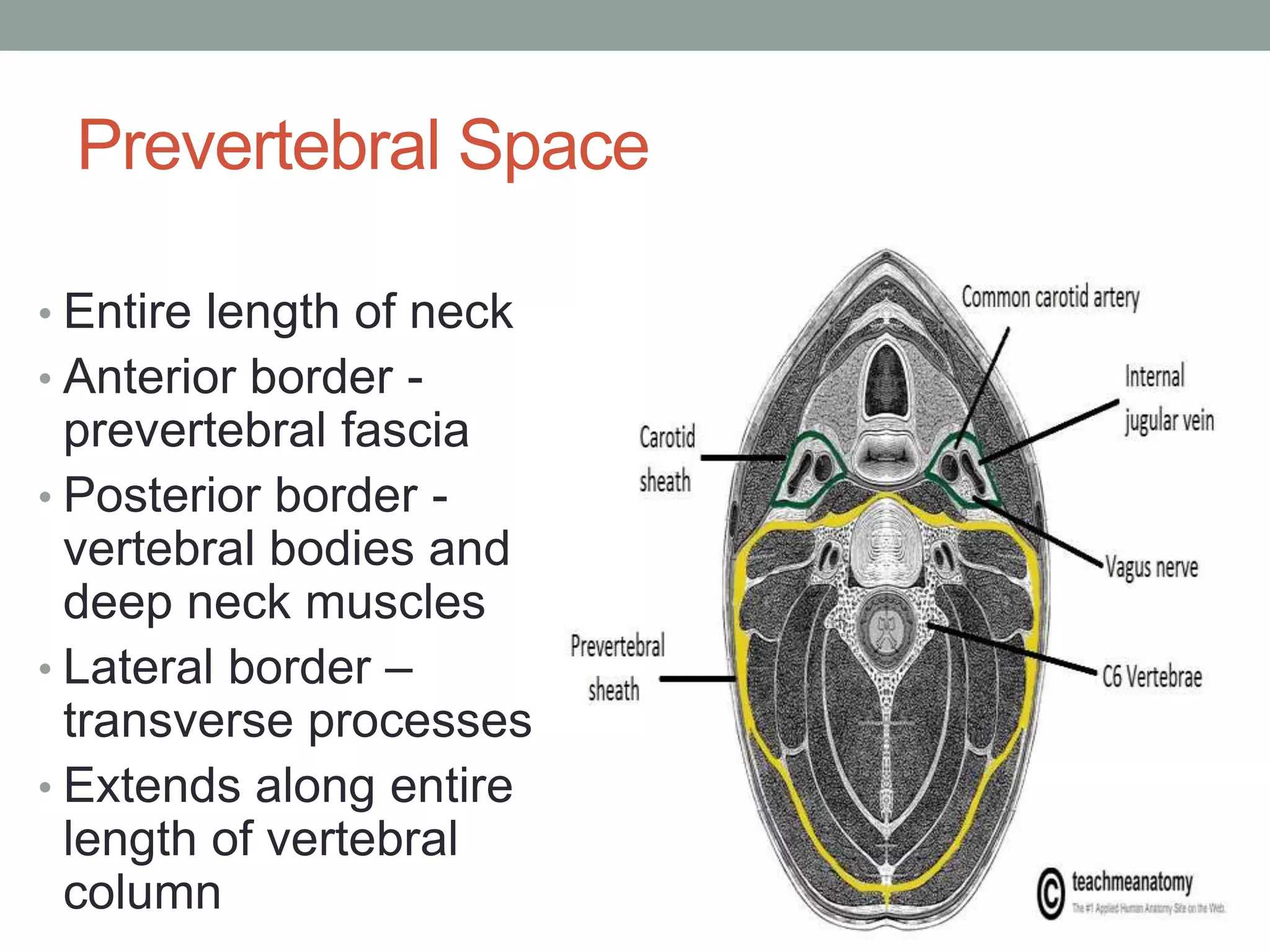 Deep neck spaces and surgical anatomy | PPTX