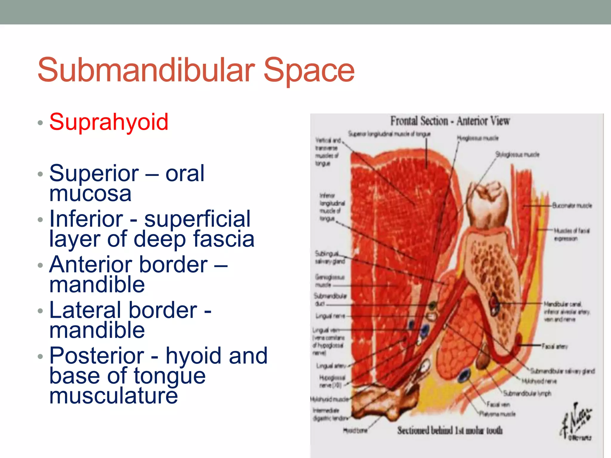 Deep neck spaces and surgical anatomy | PPTX