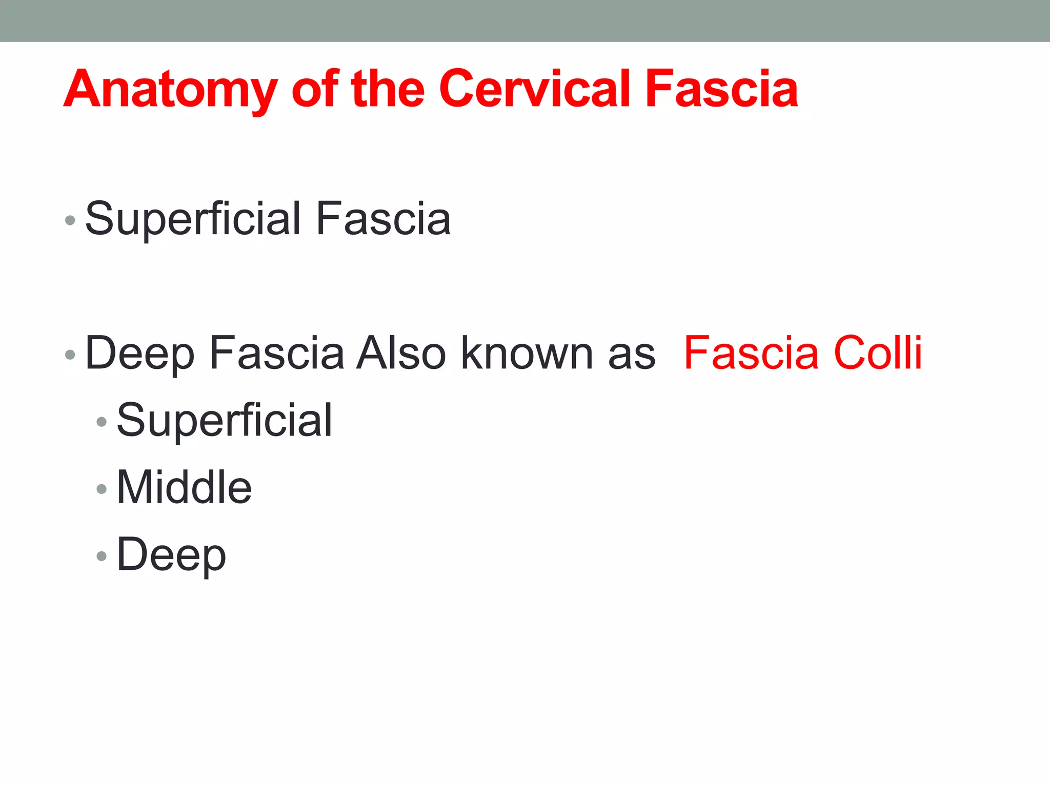 Deep Neck Spaces And Surgical Anatomy Ppt