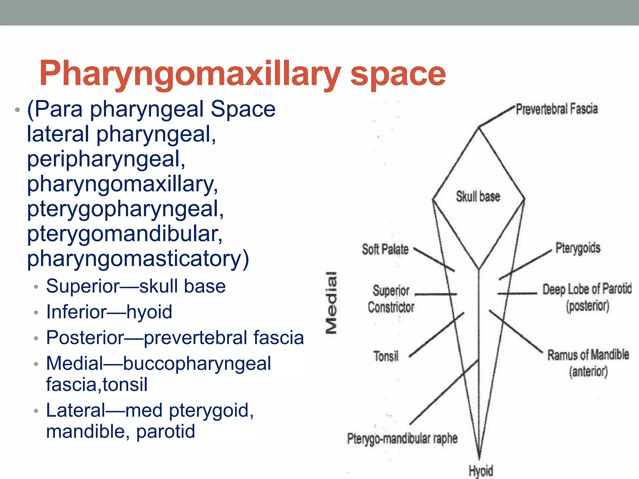 Deep neck spaces and surgical anatomy | PPTX