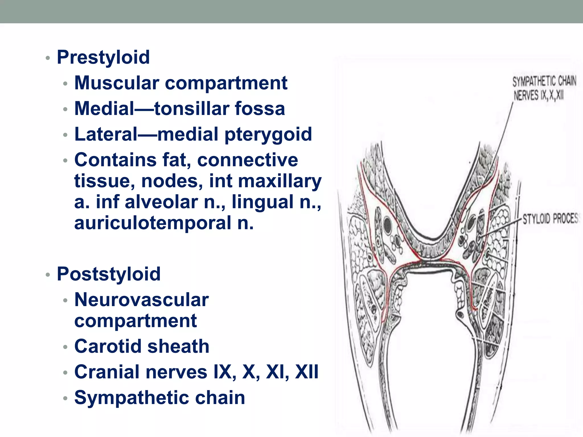 Deep neck spaces and surgical anatomy | PPTX