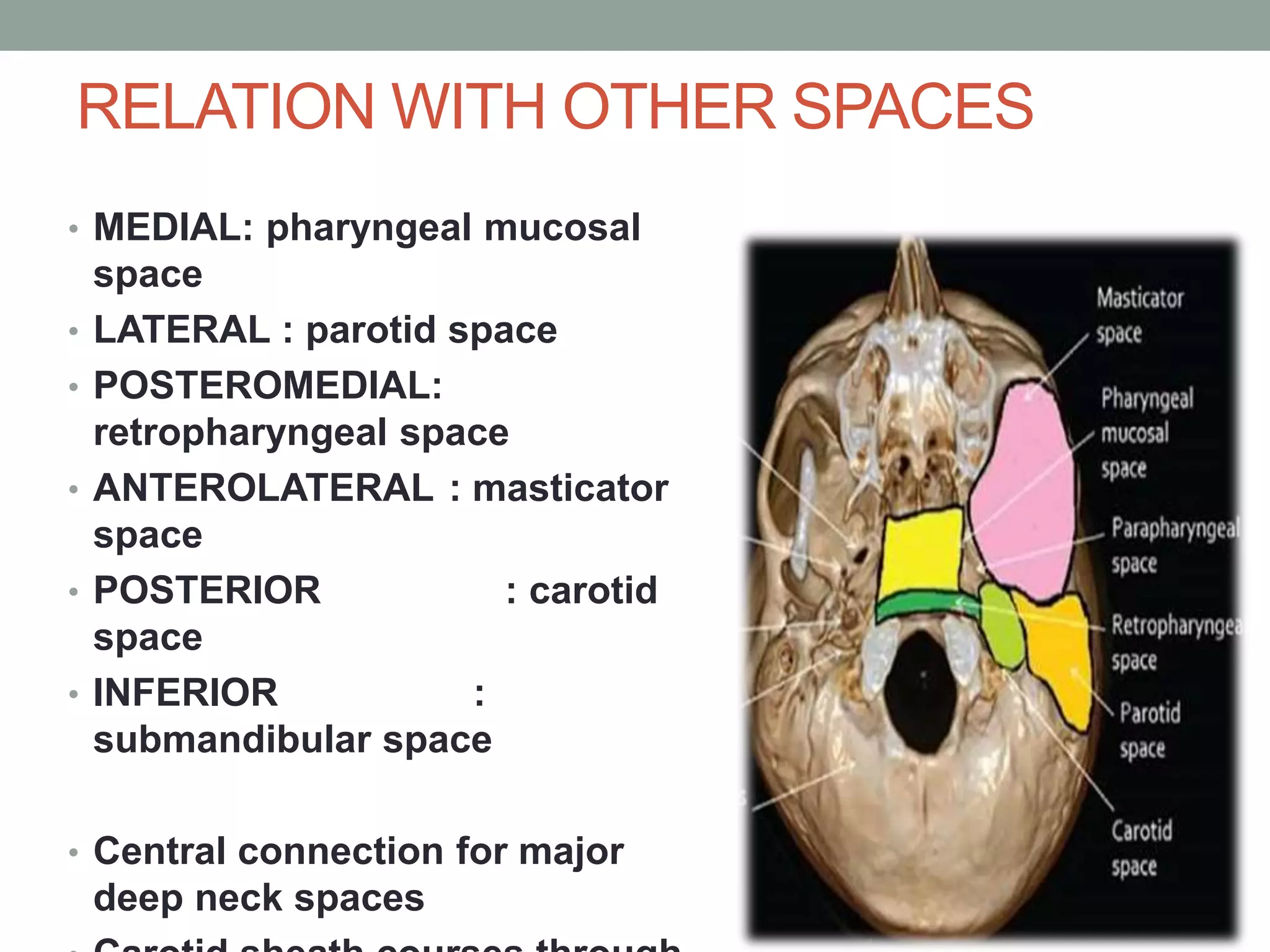 Deep neck spaces and surgical anatomy | PPTX