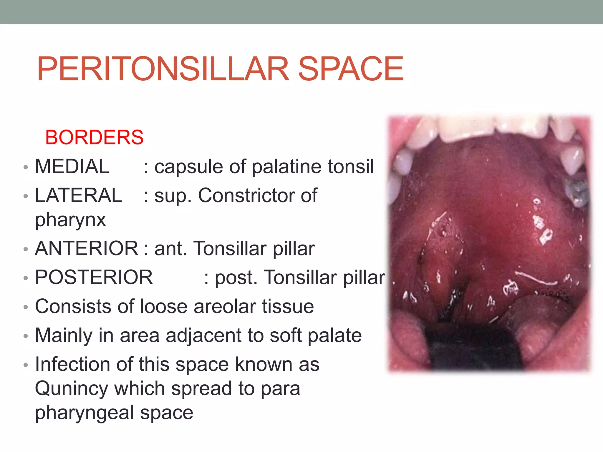 Deep neck spaces and surgical anatomy | PPTX