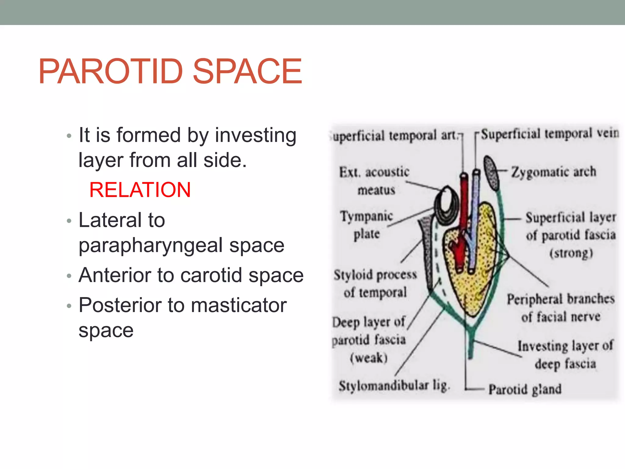 Deep neck spaces and surgical anatomy | PPTX