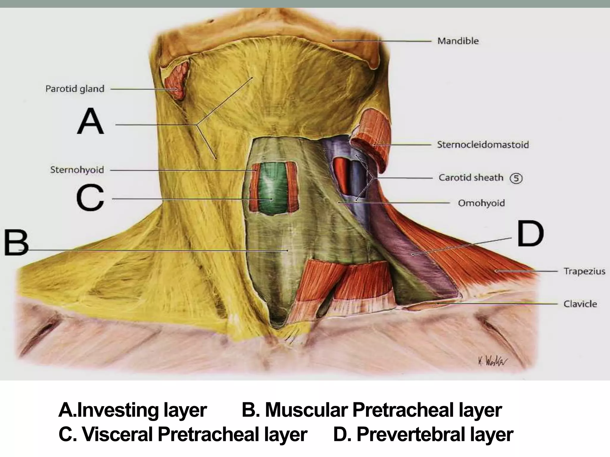 Deep neck spaces and surgical anatomy | PPTX