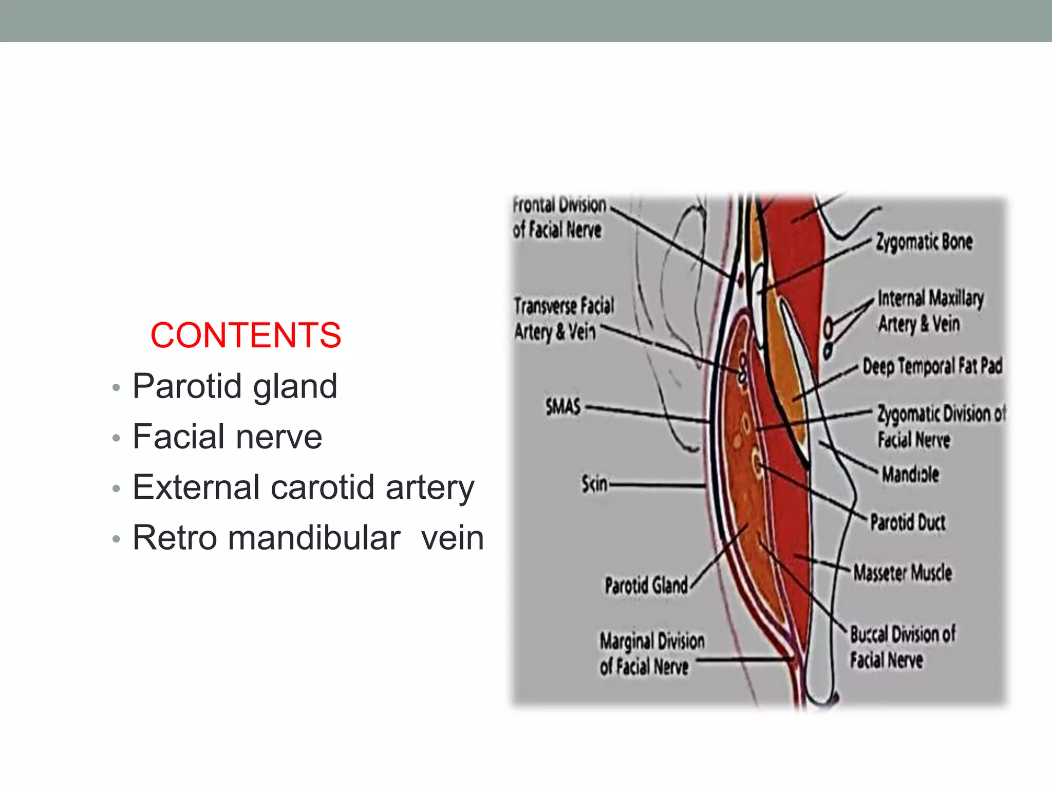 Deep neck spaces and surgical anatomy | PPTX