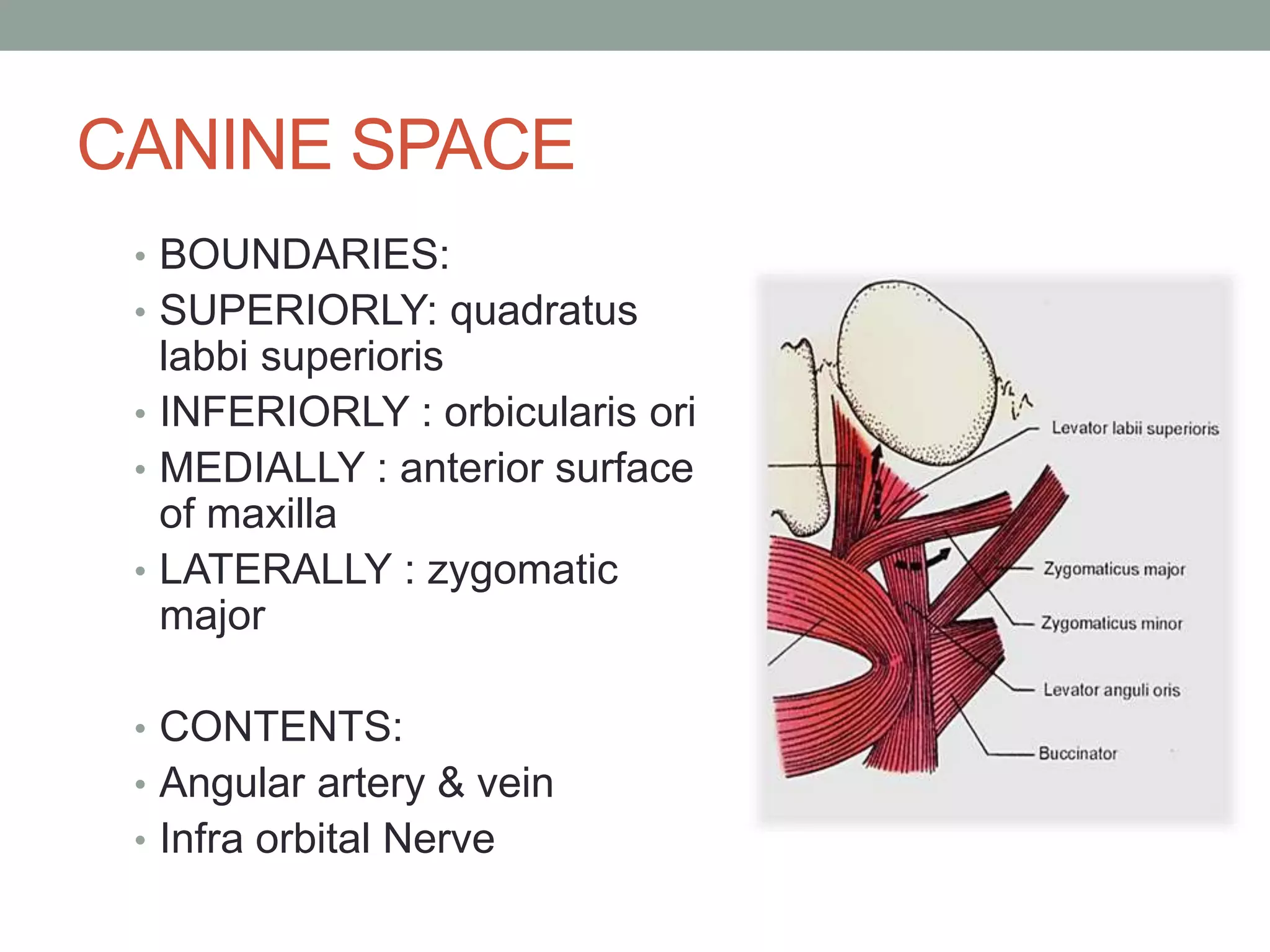 Deep neck spaces and surgical anatomy | PPTX