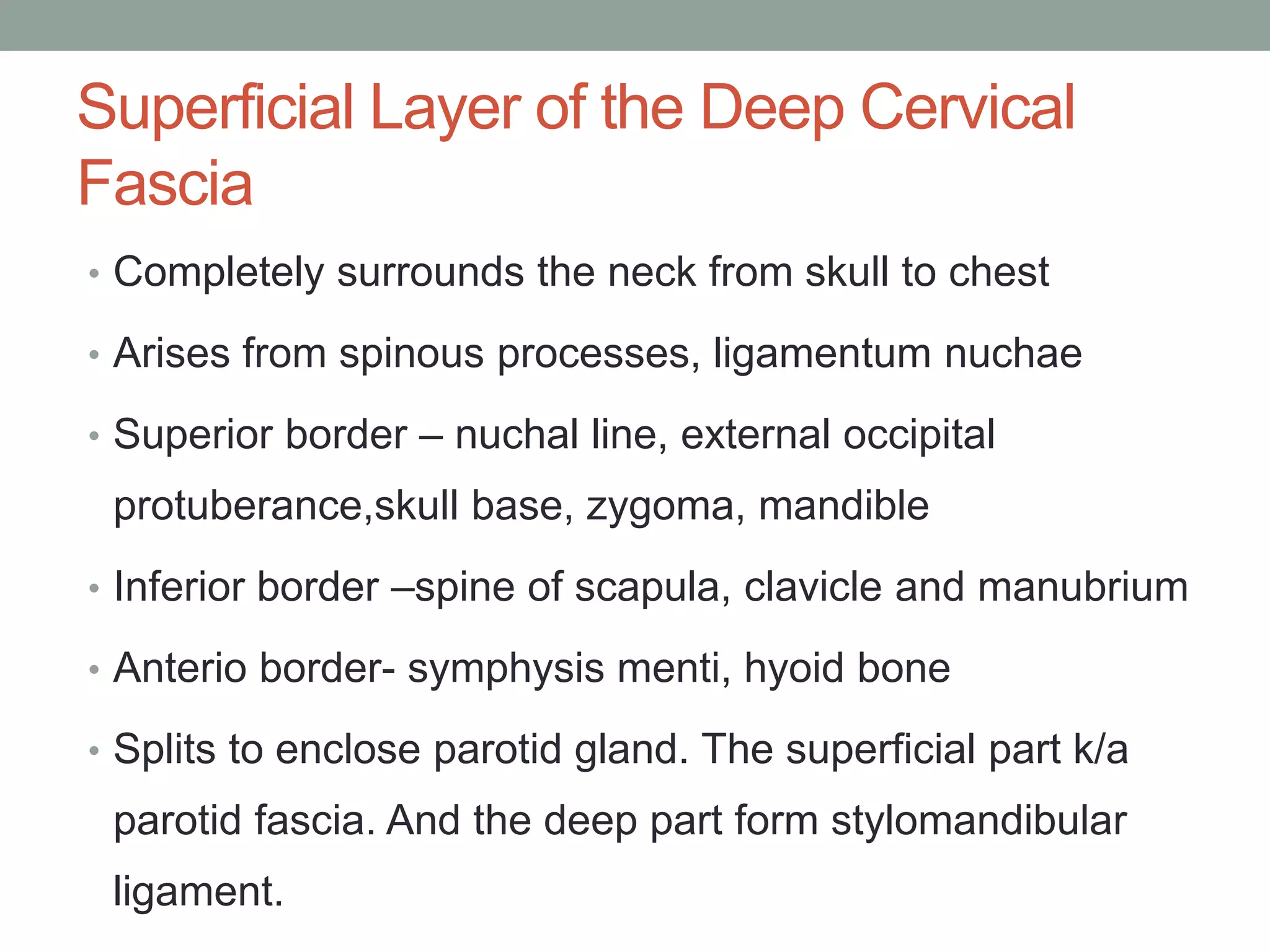 Deep neck spaces and surgical anatomy | PPTX