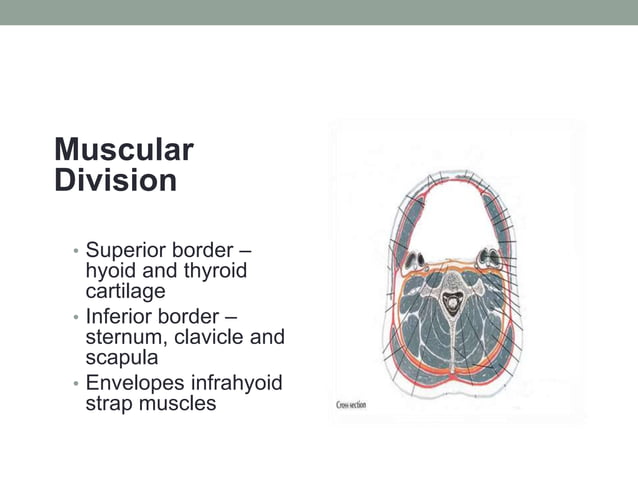 Deep neck spaces and surgical anatomy | PPTX