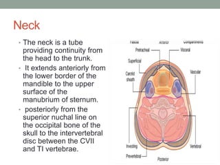Deep neck spaces and surgical anatomy | PPTX