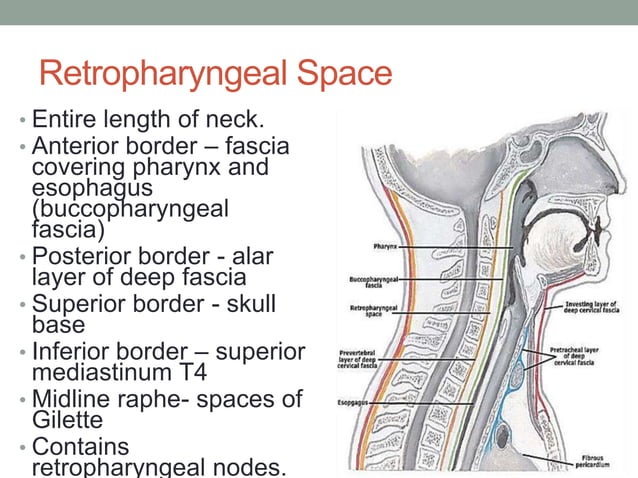 Deep neck spaces and surgical anatomy | PPTX