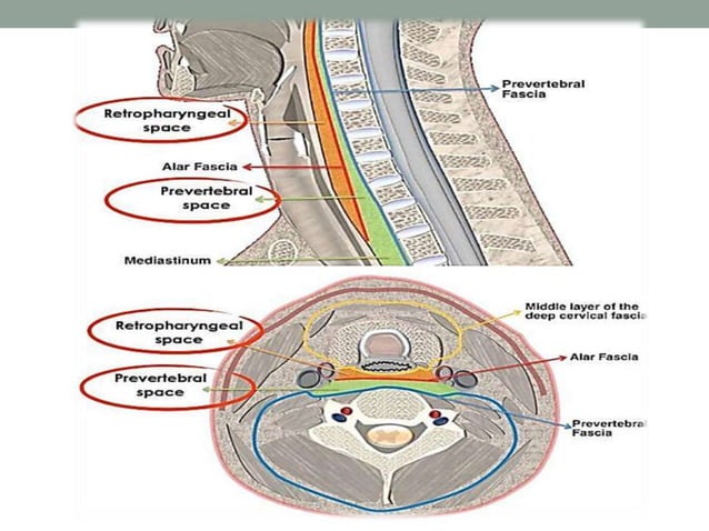 Deep neck spaces and surgical anatomy | PPTX