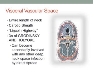 Deep neck spaces and surgical anatomy | PPTX