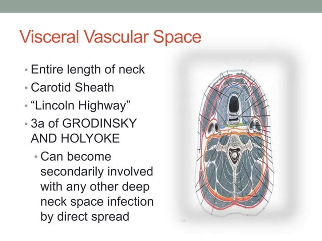 Deep neck spaces and surgical anatomy | PPTX
