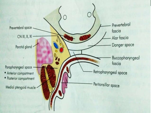 Deep neck spaces and surgical anatomy | PPTX