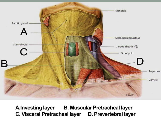 Deep neck spaces and surgical anatomy | PPTX