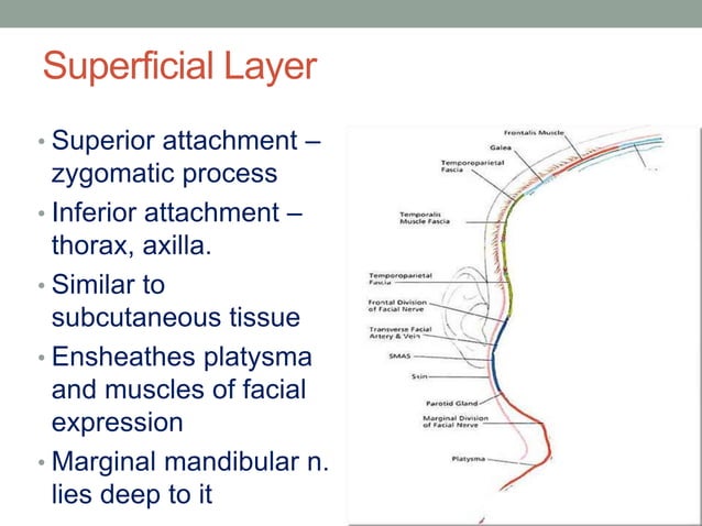 Deep neck spaces and surgical anatomy | PPTX