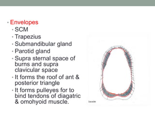 Deep neck spaces and surgical anatomy | PPTX