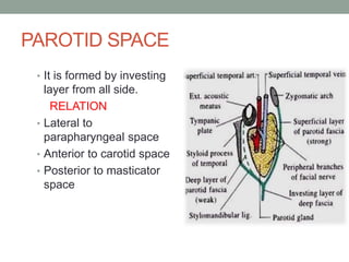 Parotid Space