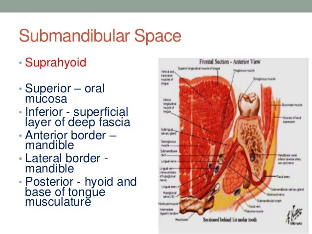 Deep neck spaces and surgical anatomy