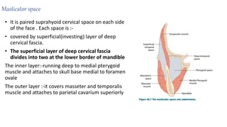DEEP NECK SPACES.pptx