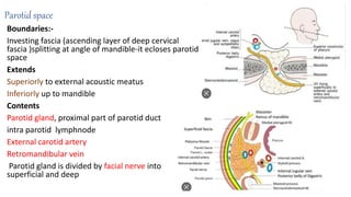 DEEP NECK SPACES.pptx