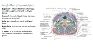 DEEP NECK SPACES.pptx