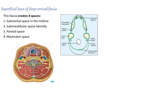 DEEP NECK SPACES.pptx