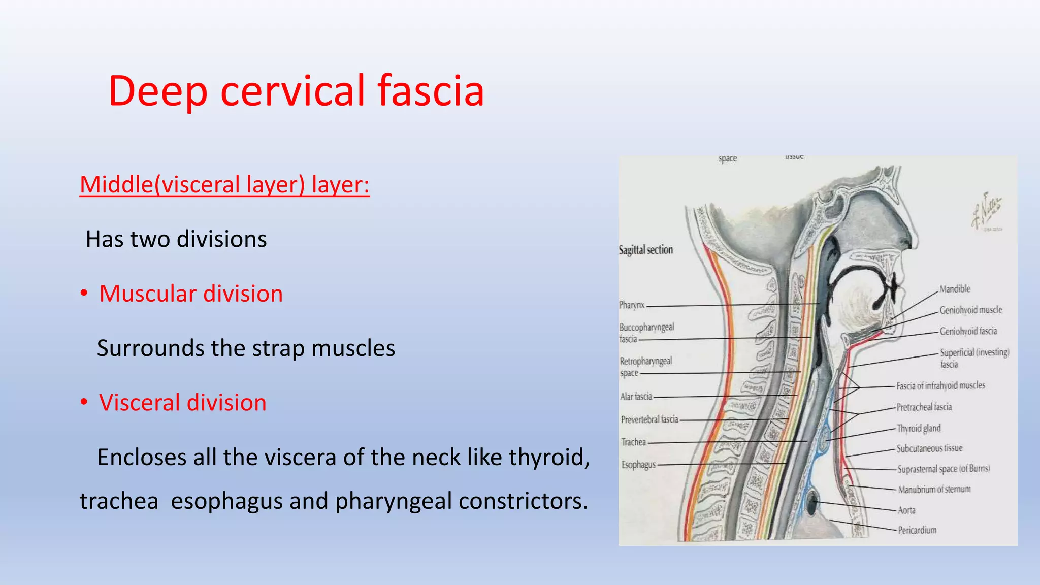 DEEP NECK SPACES ANATOMY.pptx