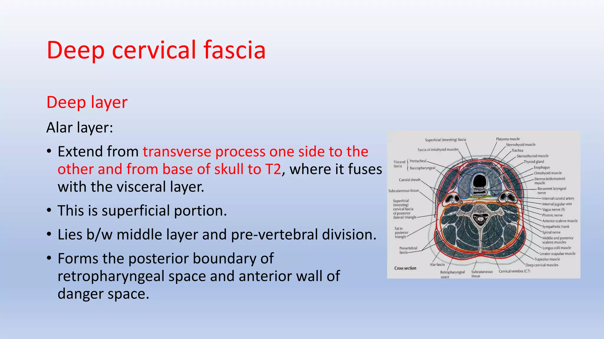 DEEP NECK SPACES ANATOMY.pptx