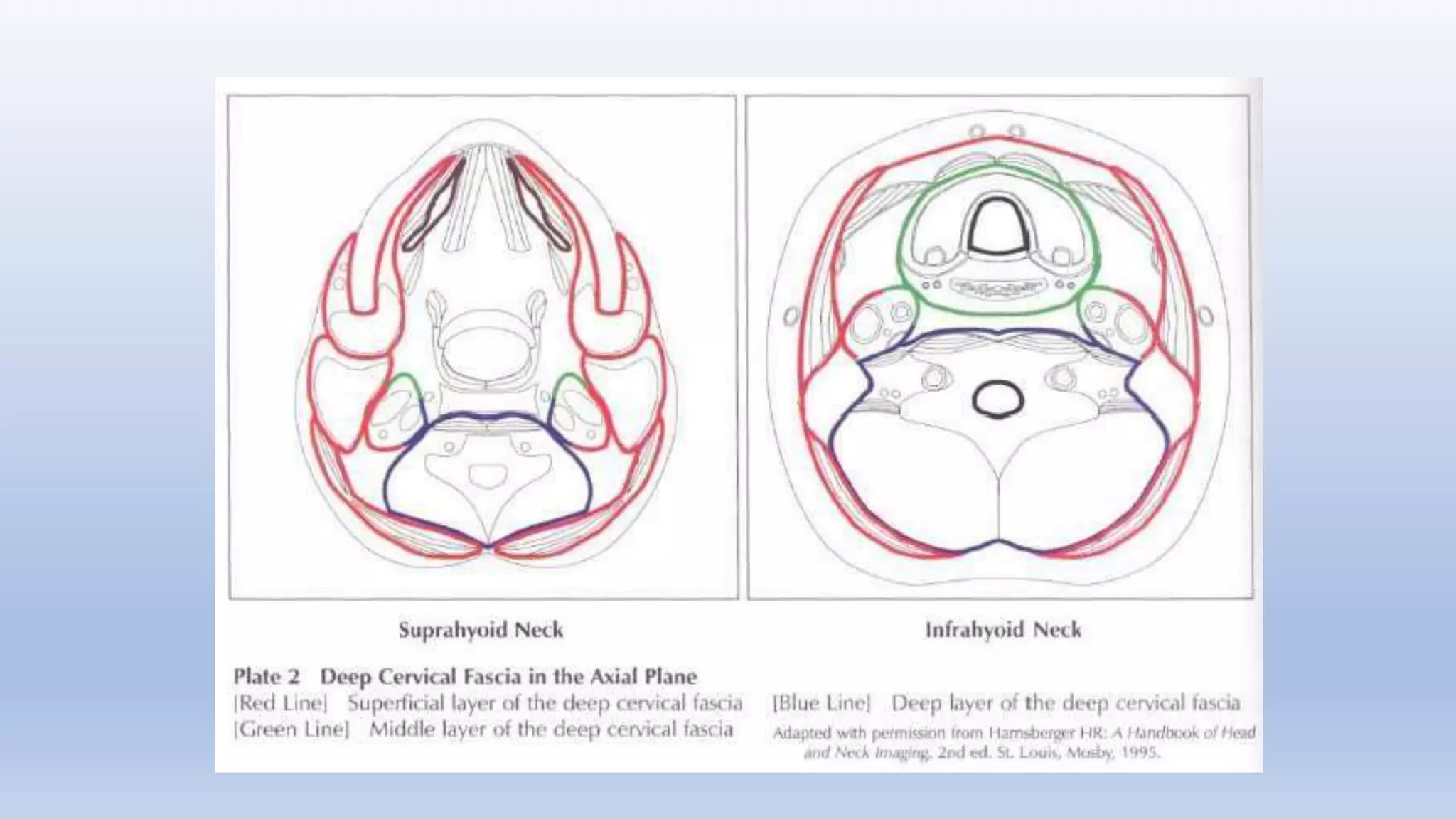DEEP NECK SPACES ANATOMY.pptx